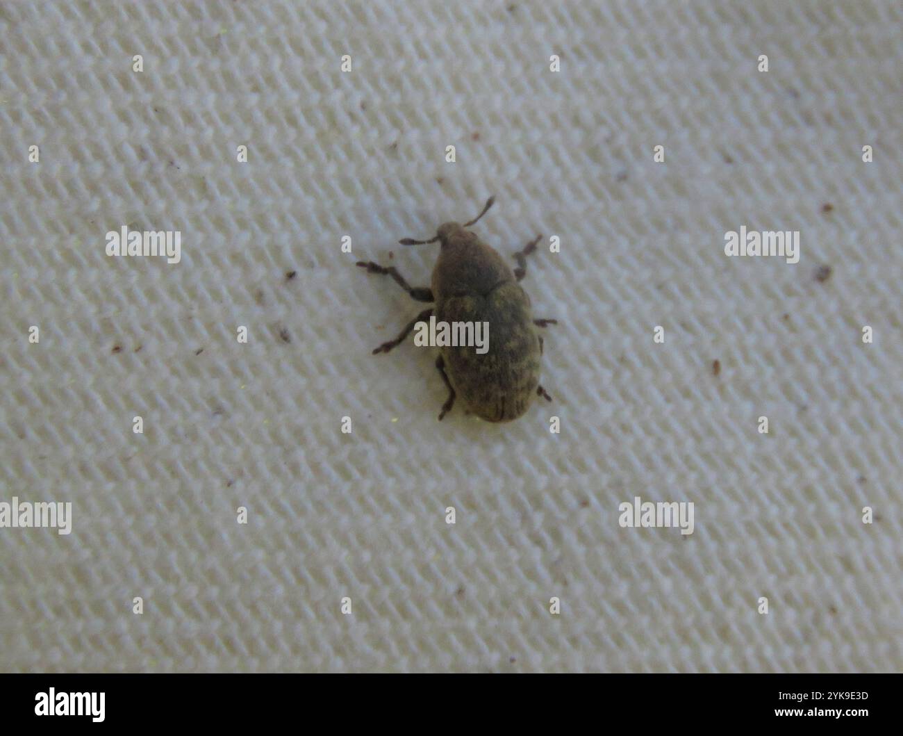 Lesser Knapweed Flower Weevil (Larinus minutus Stock Photo - Alamy
