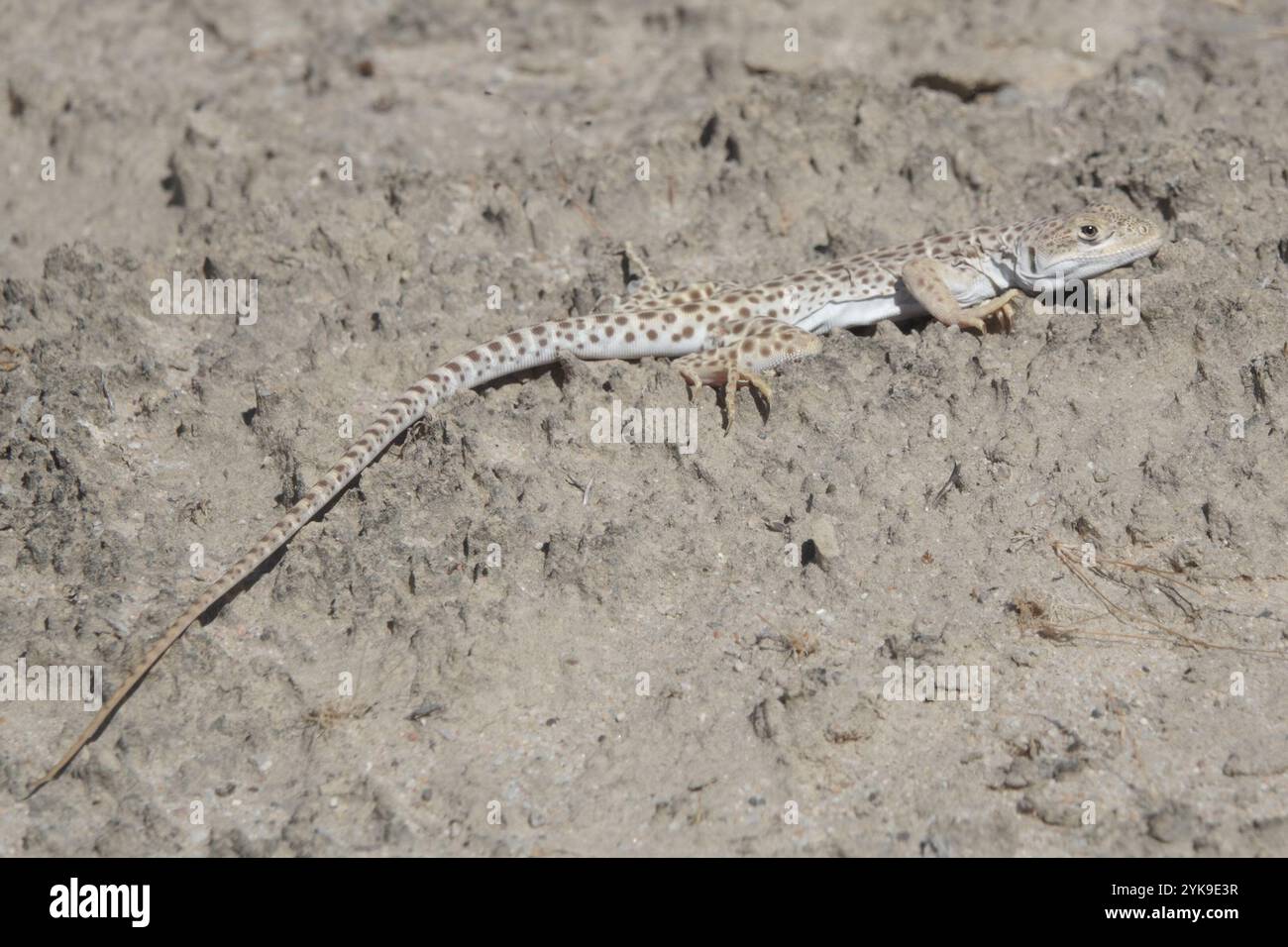 Long nosed leopard lizard hi-res stock photography and images - Alamy