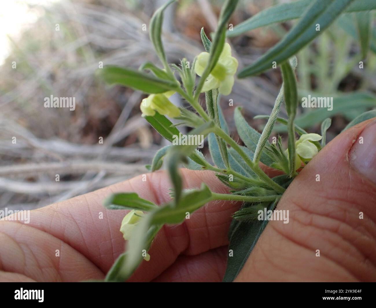 western stoneseed (Lithospermum ruderale Stock Photo - Alamy