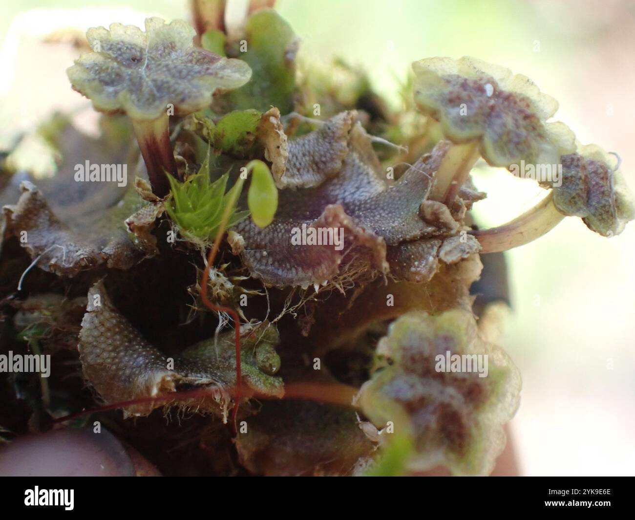 Common Liverwort (Marchantia polymorpha Stock Photo - Alamy
