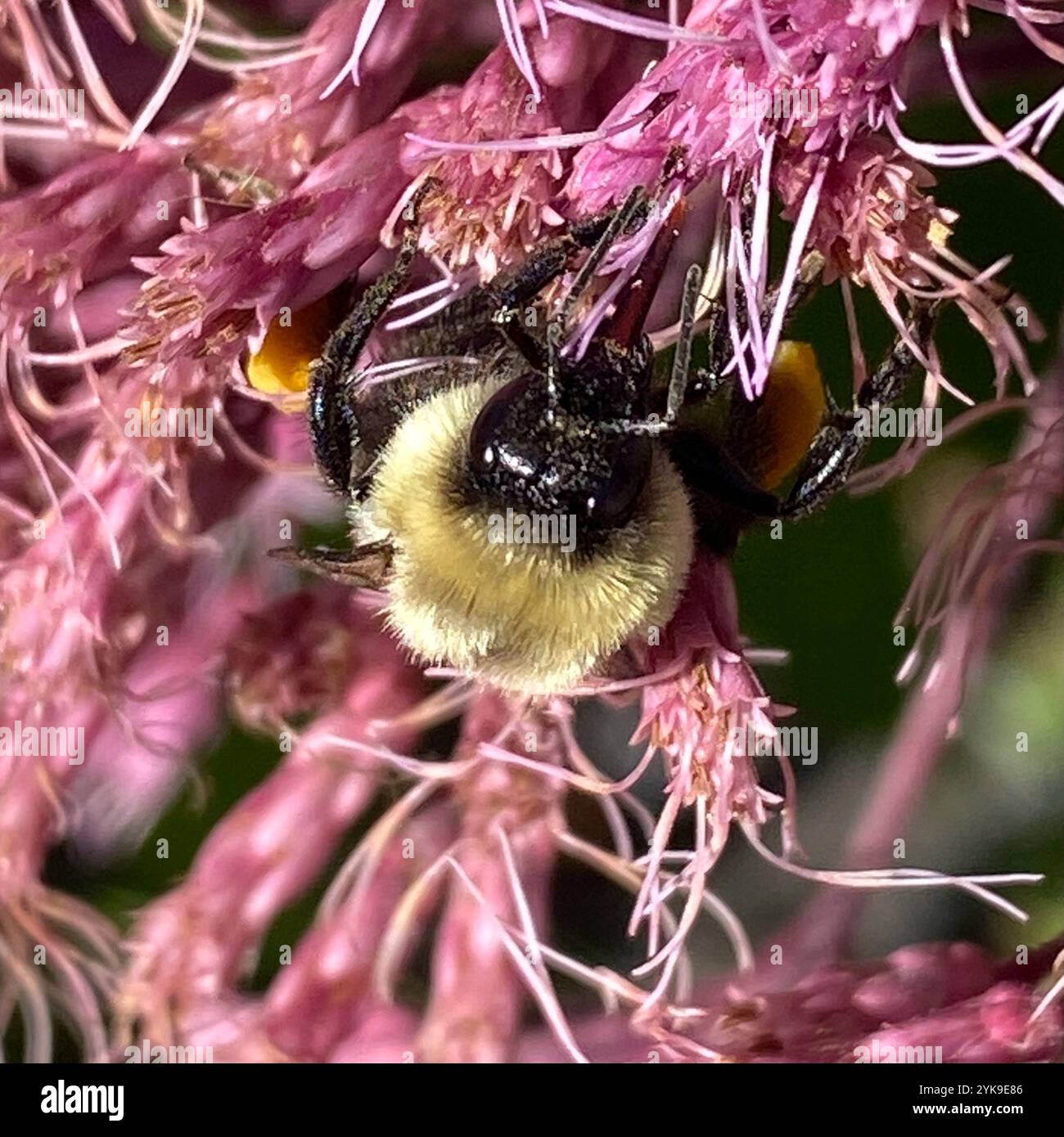 Common Eastern Bumble Bee (Bombus impatiens Stock Photo - Alamy