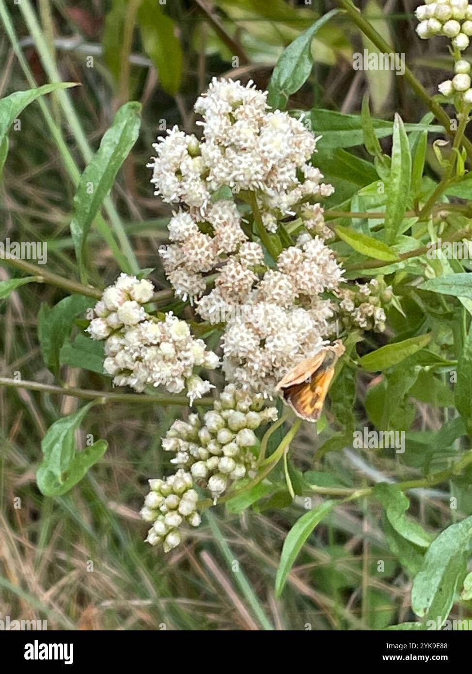 marsh baccharis (Baccharis glutinosa Stock Photo - Alamy