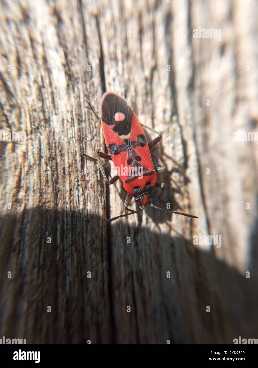 Black-and-Red Bug (Lygaeus equestris Stock Photo - Alamy