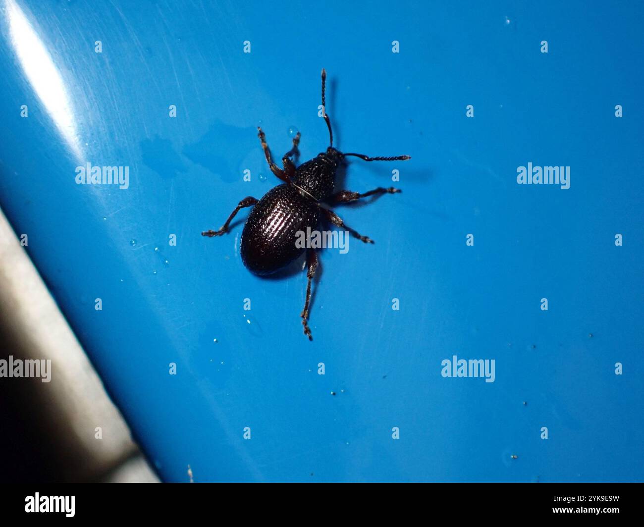 Strawberry Root Weevil (Otiorhynchus ovatus Stock Photo - Alamy
