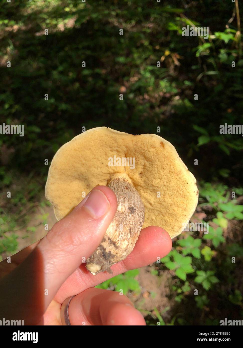 Ghost Bolete (Leccinum holopus Stock Photo - Alamy