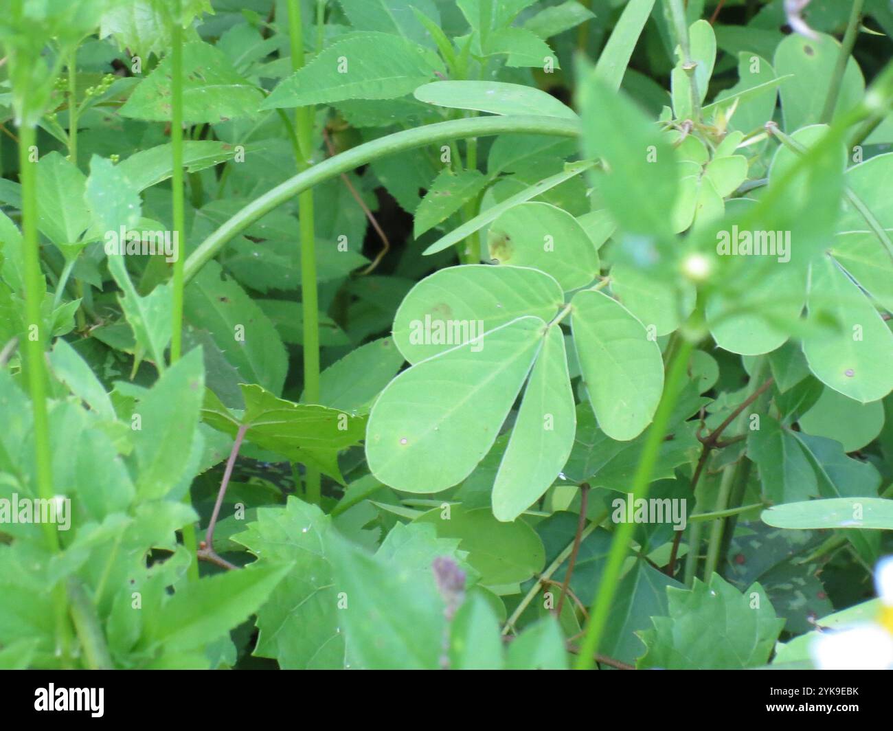 American Sicklepod (Senna obtusifolia Stock Photo - Alamy