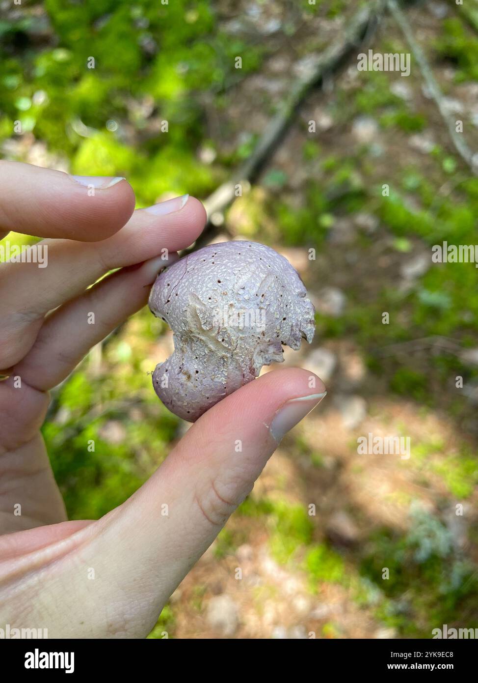 gassy webcap (Cortinarius traganus Stock Photo - Alamy