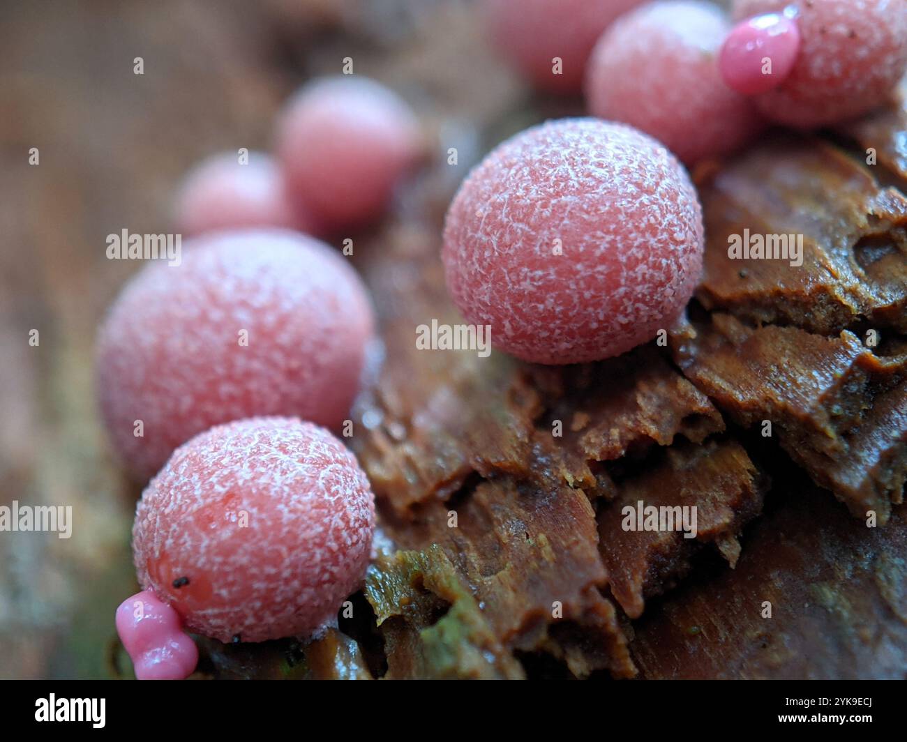 Wolf's Milk (Lycogala epidendrum Stock Photo - Alamy