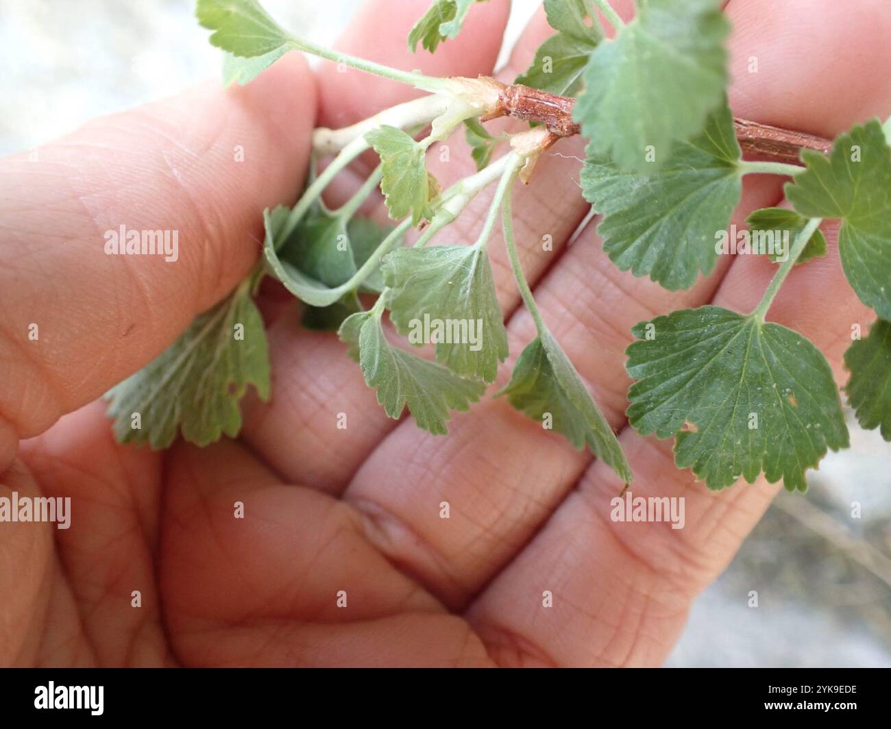 wax currant (Ribes cereum Stock Photo - Alamy