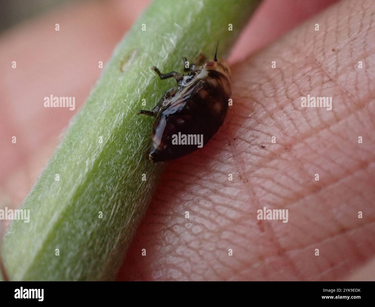 True Spittlebugs (Aphrophoridae Stock Photo - Alamy