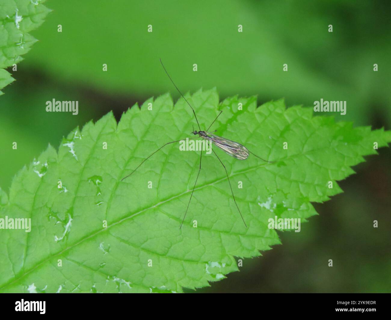 Typical Crane Flies (Tipuloidea Stock Photo - Alamy