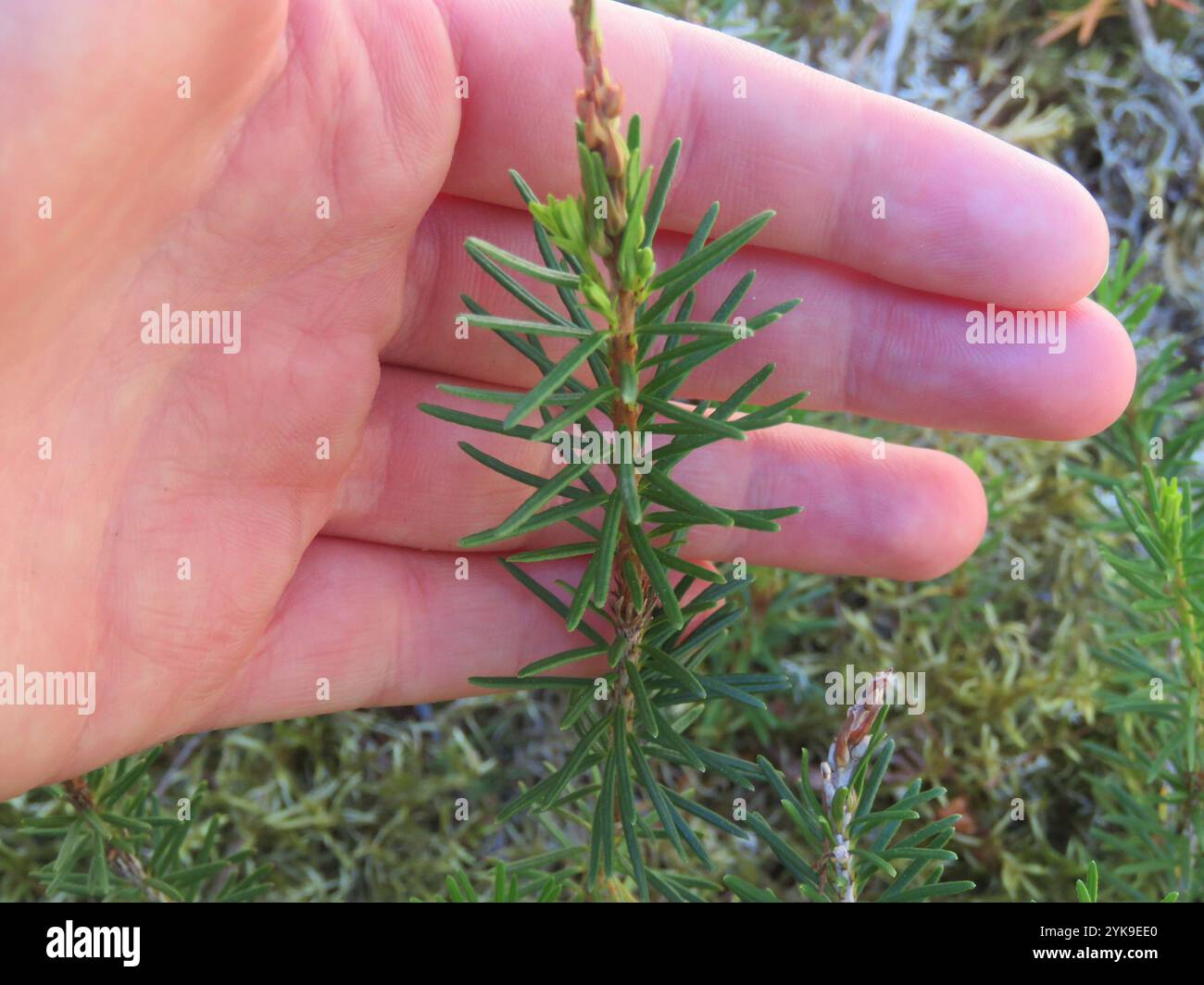 pink mountainheath (Phyllodoce empetriformis Stock Photo - Alamy
