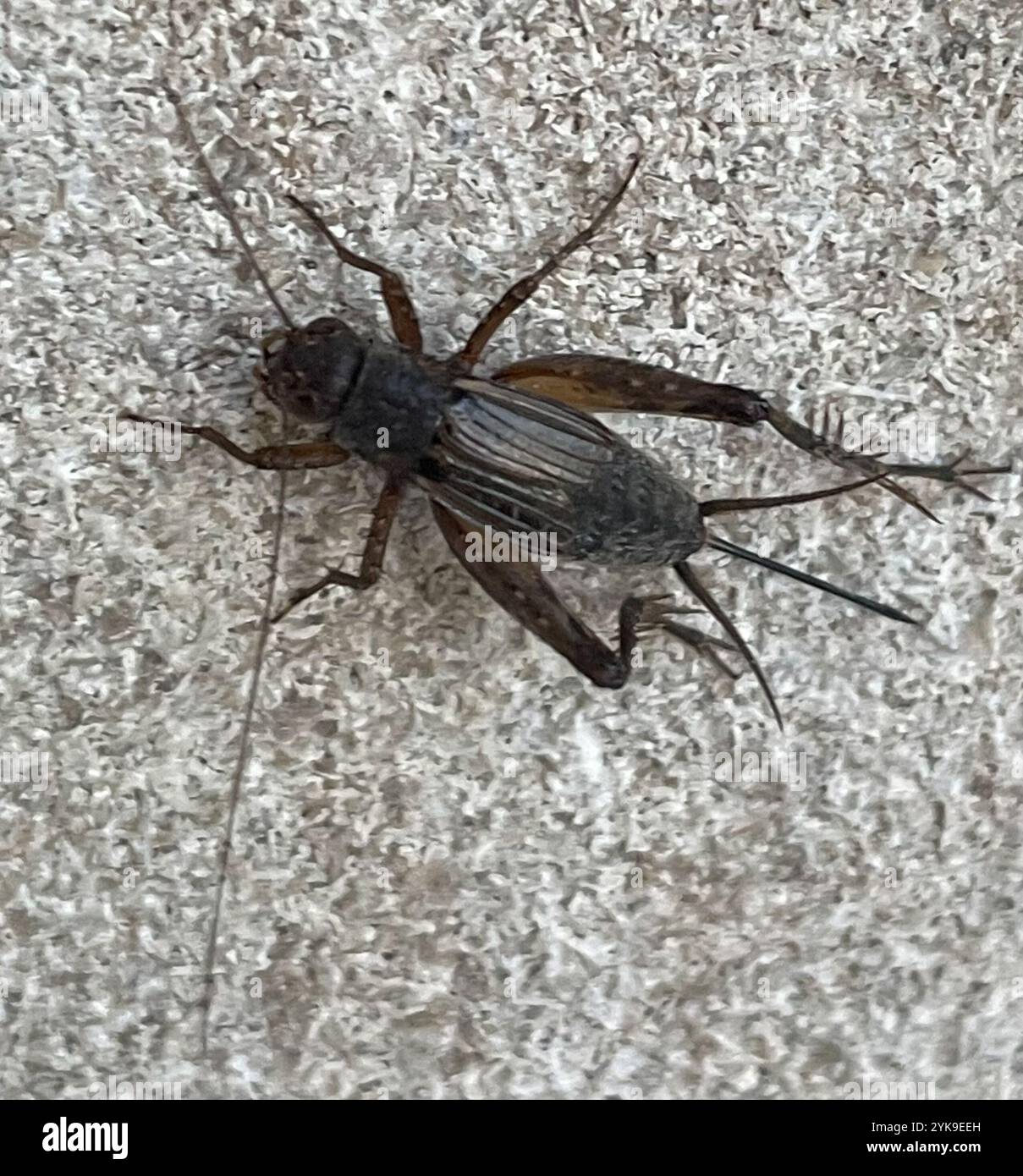 Allard's Ground Cricket (Allonemobius allardi Stock Photo - Alamy