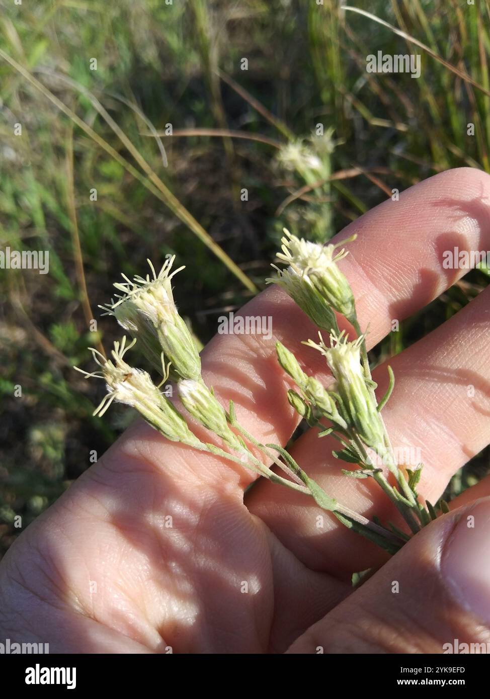 False Boneset (Brickellia eupatorioides Stock Photo - Alamy