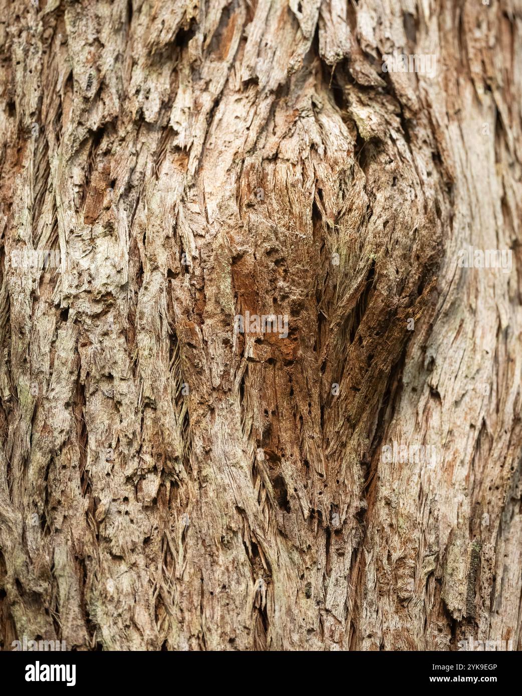 Bark of a tree with an impression of a face grown on it, background ...