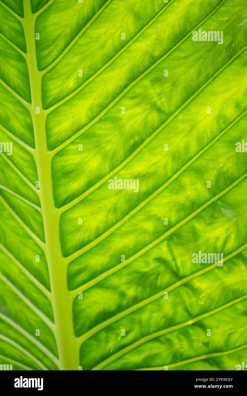 Nature abstract of a vivid green leaf with closeup detail, background ...