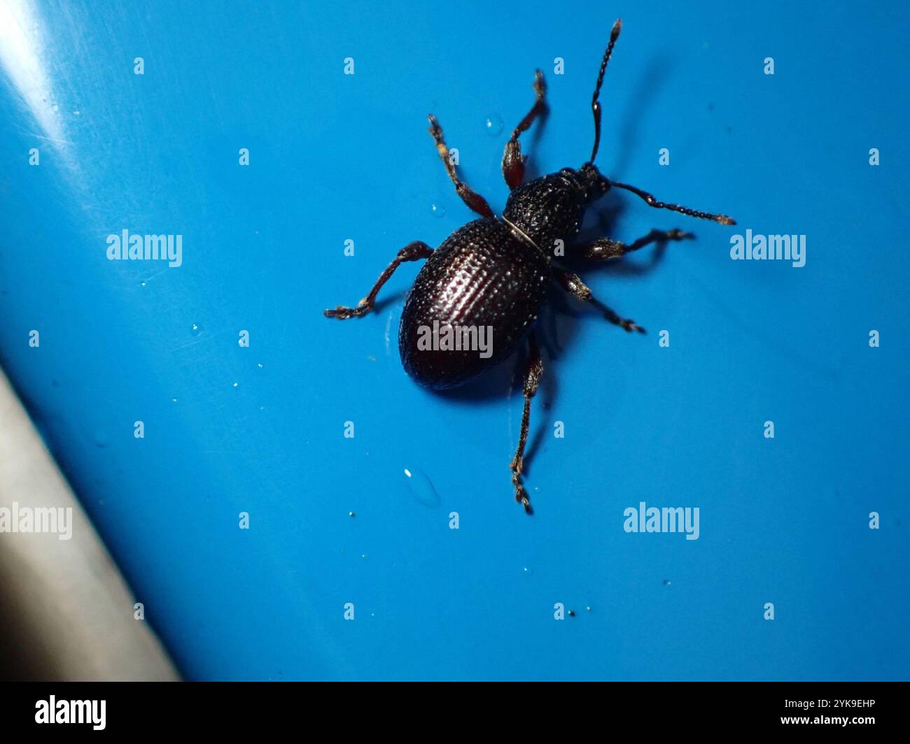 Strawberry Root Weevil (Otiorhynchus ovatus Stock Photo - Alamy