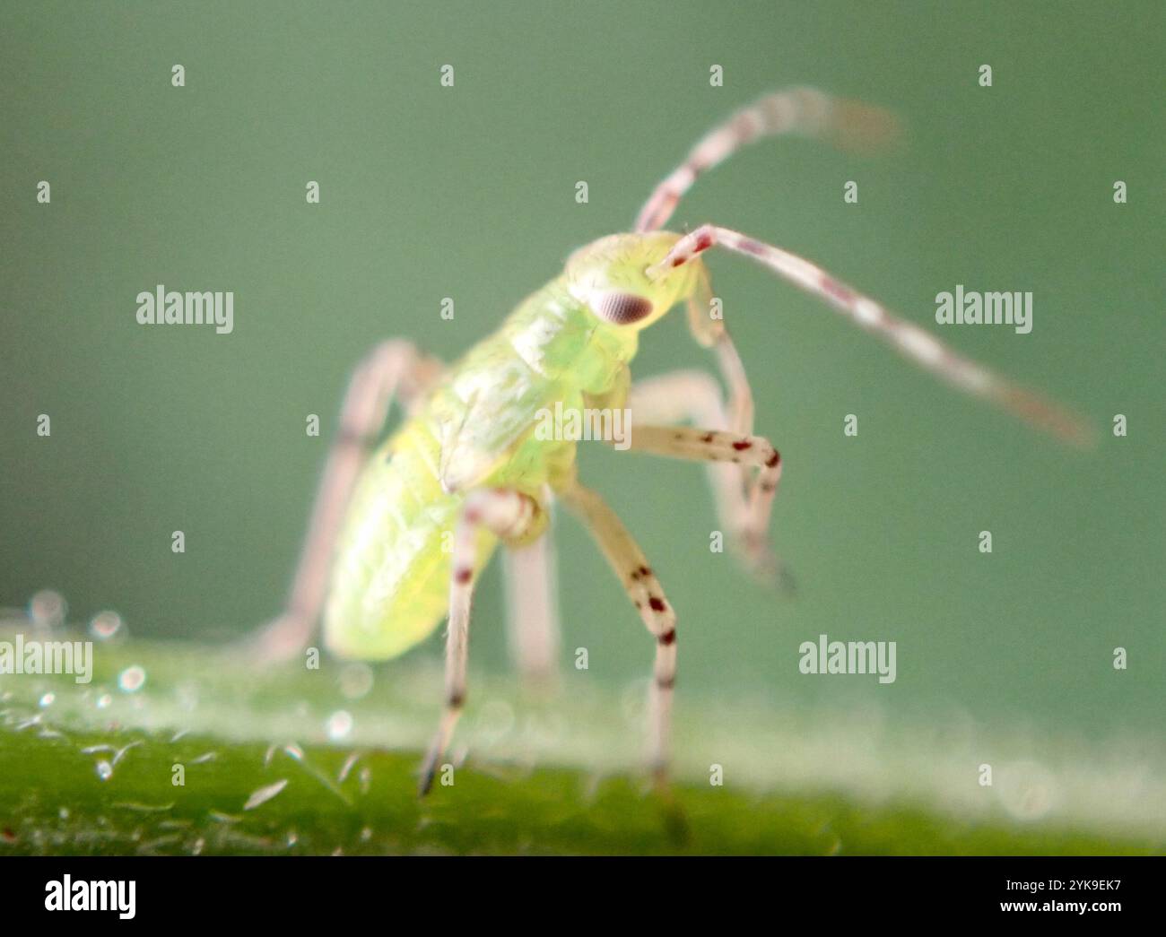 Three Spotted Nettle Bug (Liocoris tripustulatus Stock Photo - Alamy