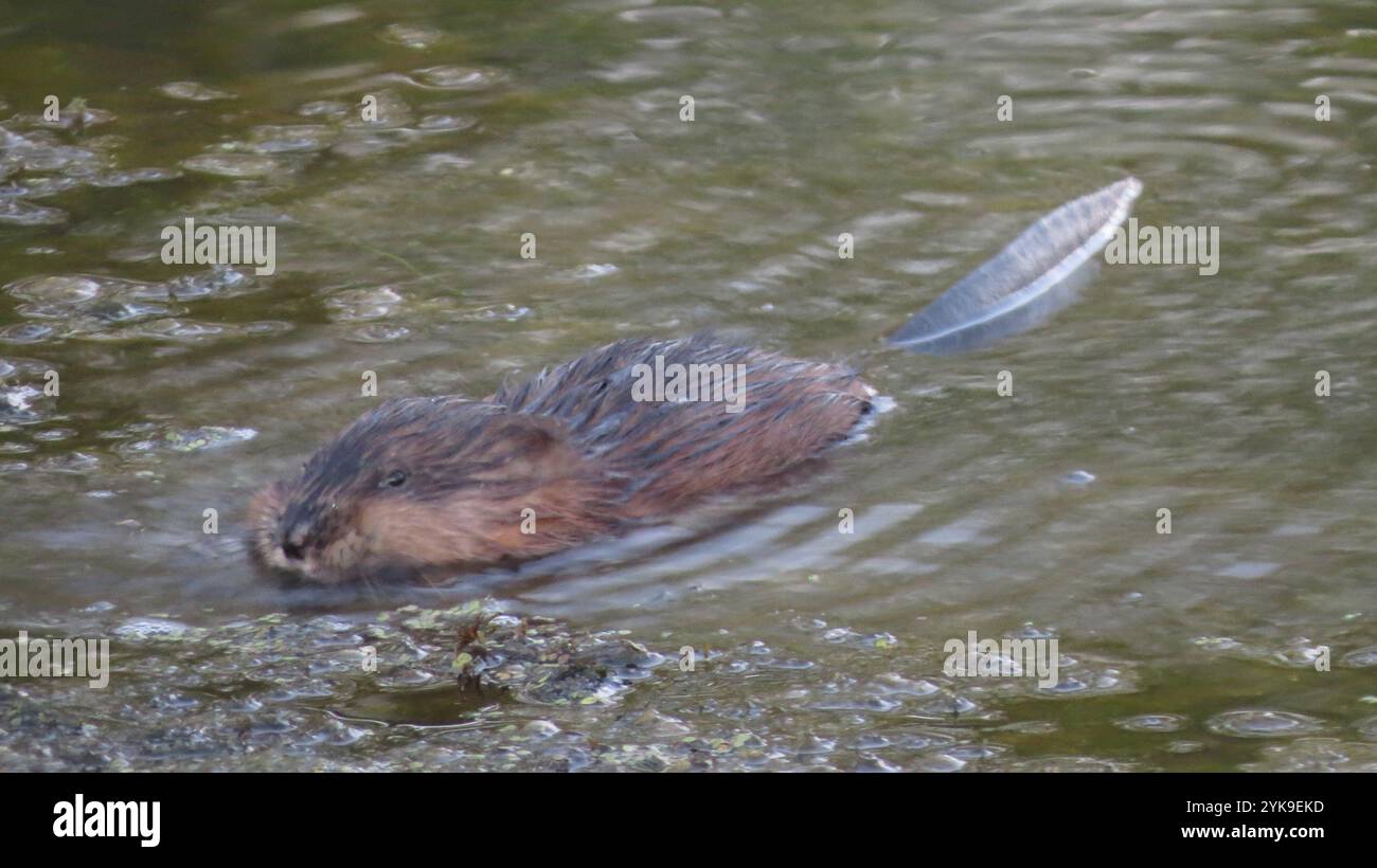 Muskrat (Ondatra zibethicus Stock Photo - Alamy