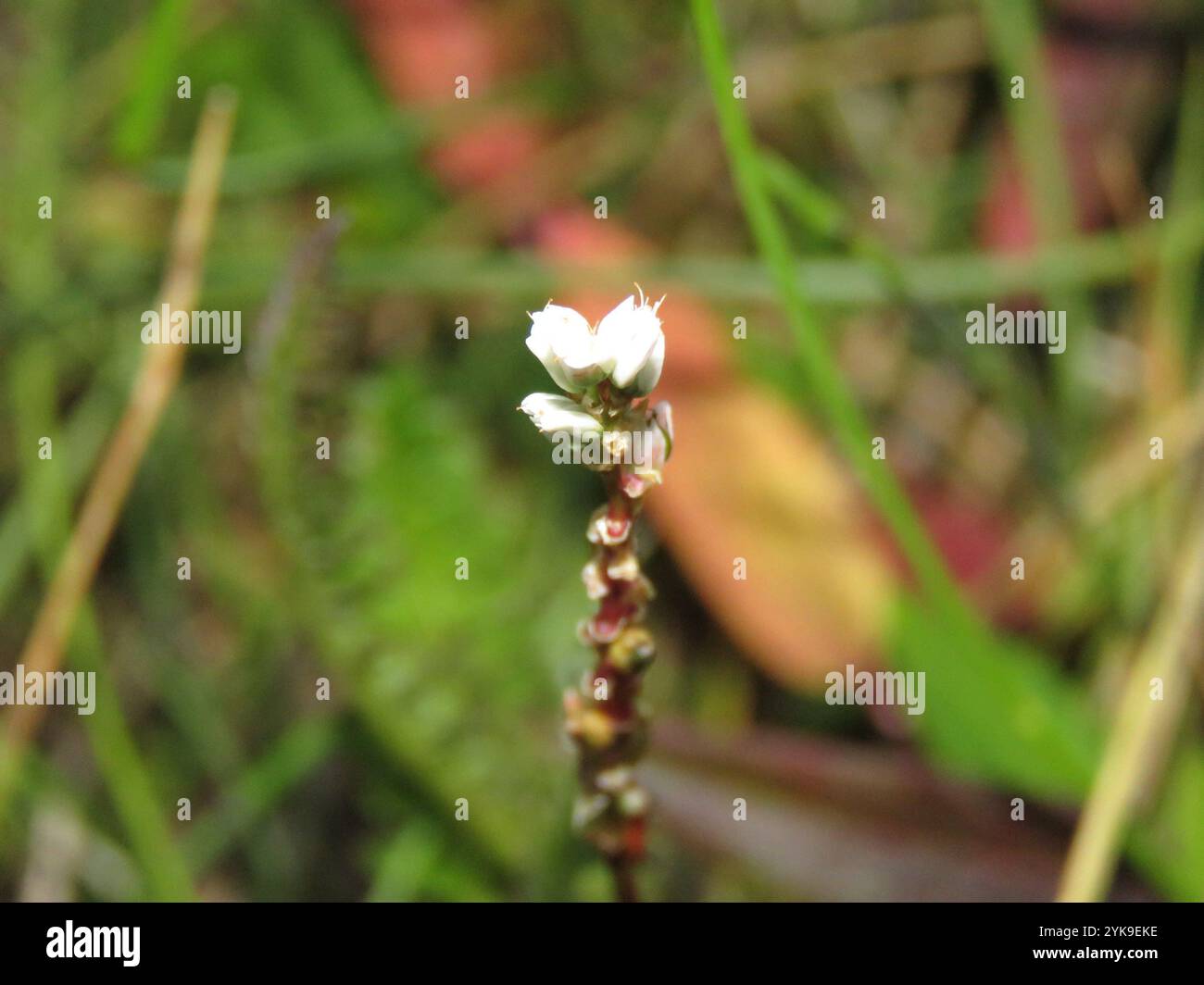alpine bistort (Bistorta vivipara Stock Photo - Alamy