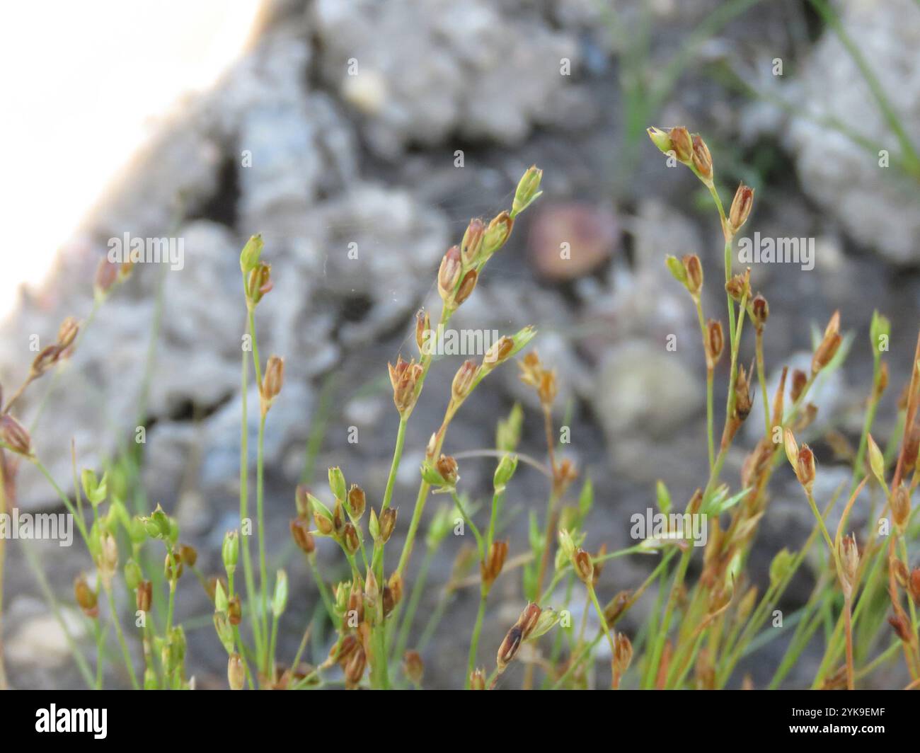 Toad rush (Juncus bufonius Stock Photo - Alamy