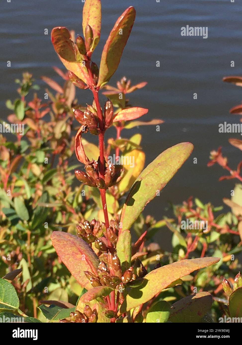 Greater Marsh St. John's-wort (Hypericum walteri Stock Photo - Alamy