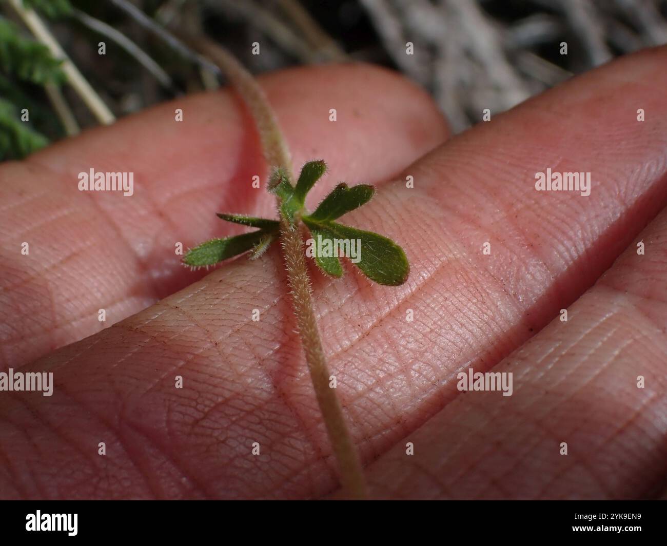 smallflower woodland star (Lithophragma parviflorum Stock Photo - Alamy