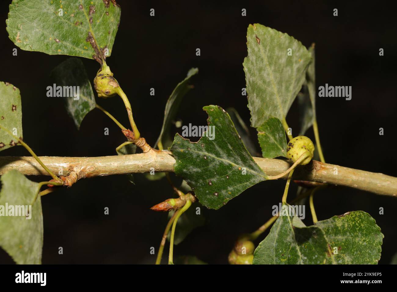 Poplar Spiral Gall Aphid (Pemphigus spyrothecae Stock Photo - Alamy