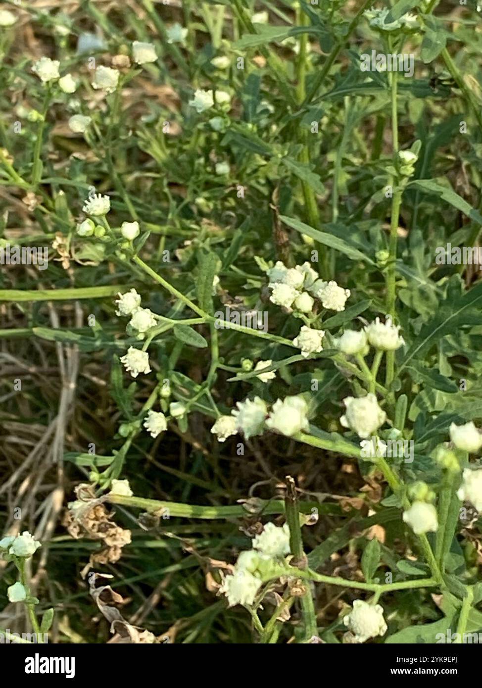 Parthenium hysterophorus hi-res stock photography and images - Alamy