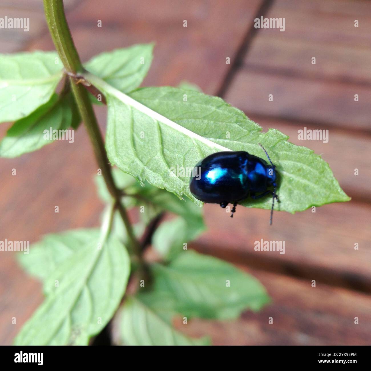 Mint beetle (Chrysolina coerulans Stock Photo - Alamy