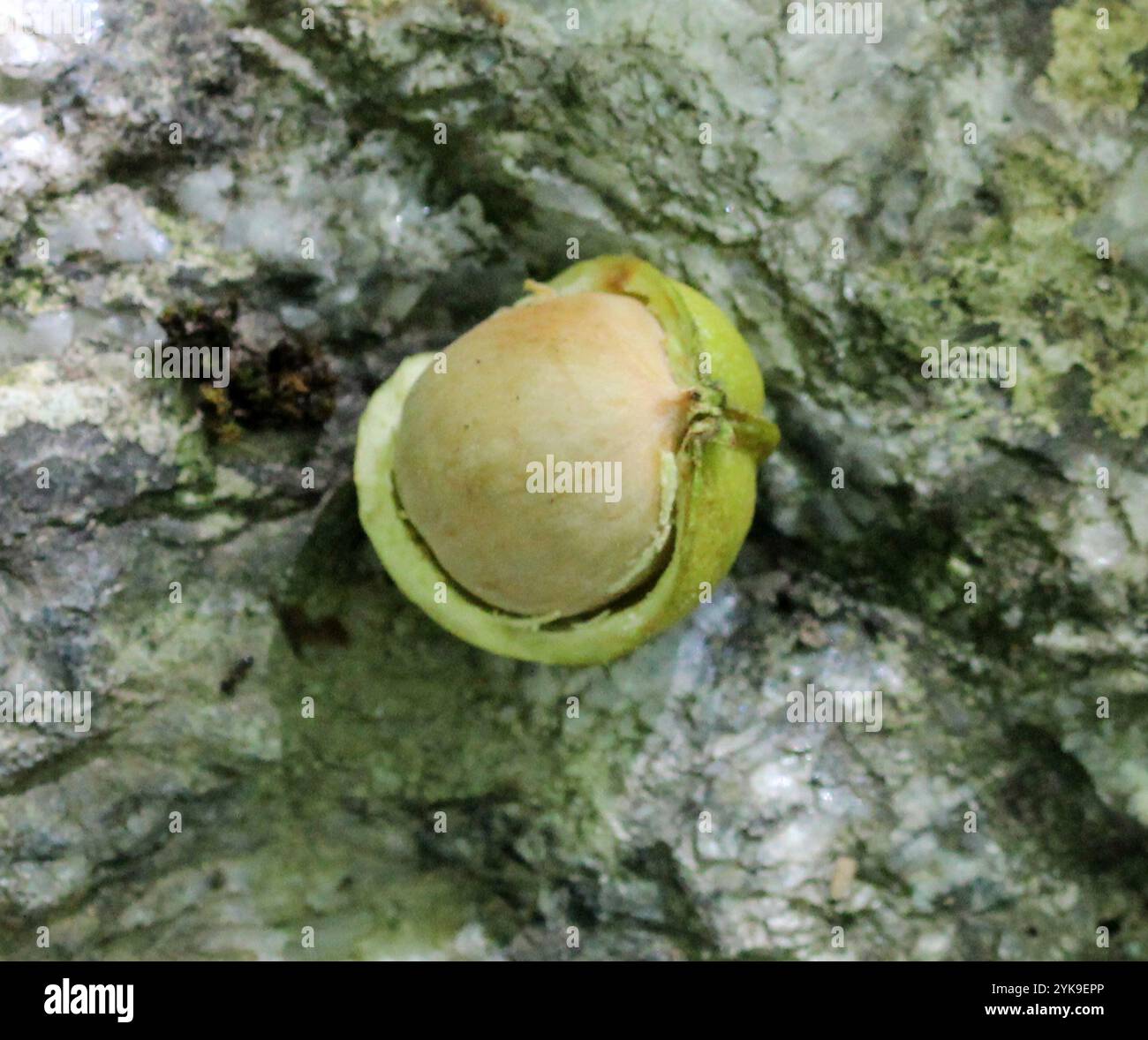 bitternut hickory (Carya cordiformis Stock Photo - Alamy