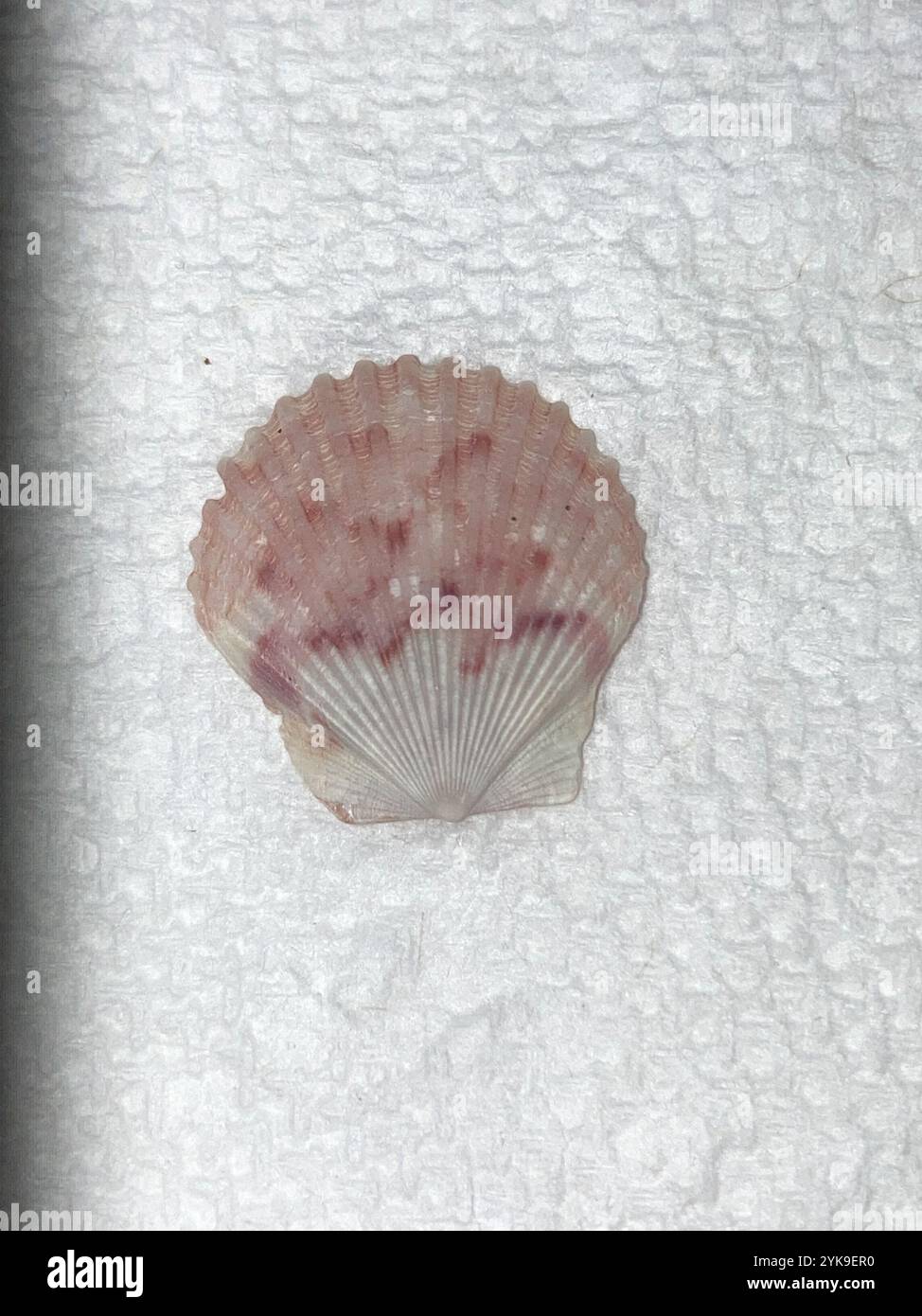 Atlantic Calico Scallop (Argopecten gibbus Stock Photo - Alamy