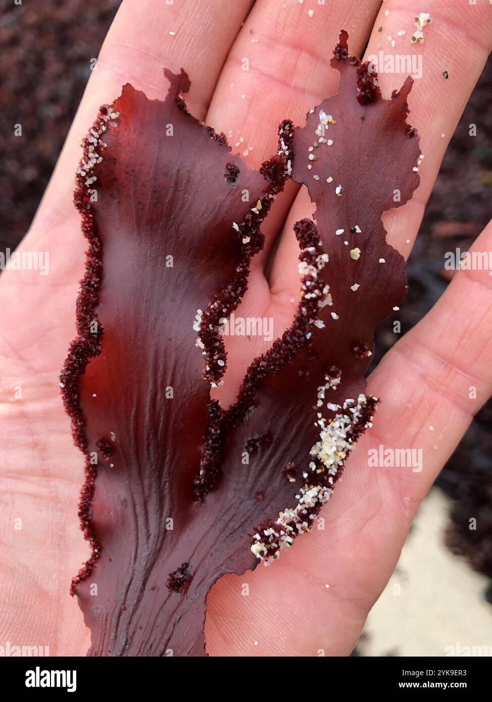 Cryptopleura ruprechtiana hi-res stock photography and images - Alamy