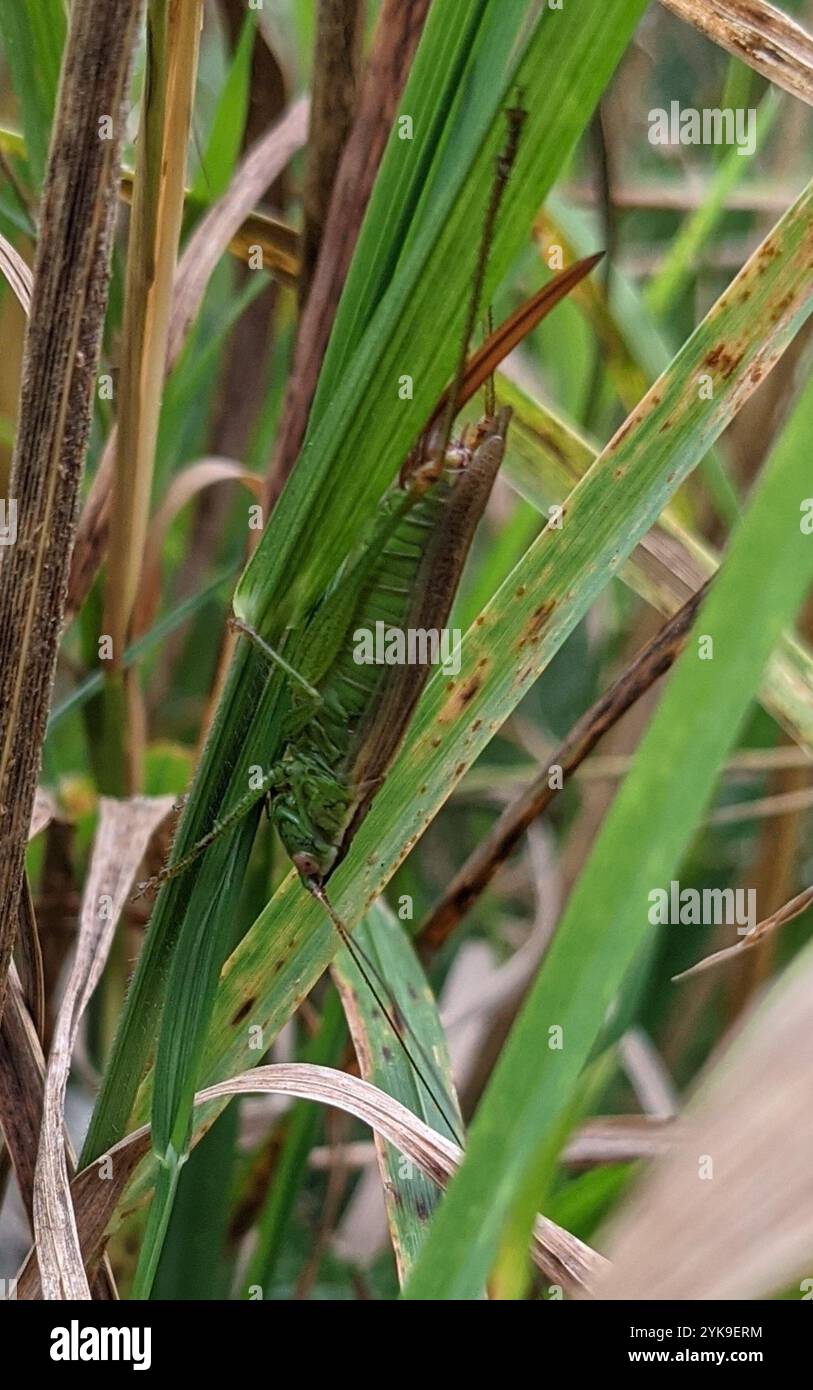 Long-winged Conehead (Conocephalus fuscus Stock Photo - Alamy