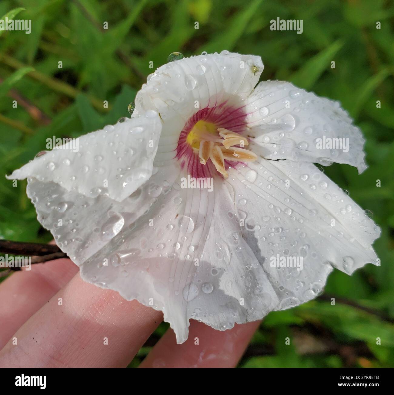 Alamo vine (Distimake dissectus Stock Photo - Alamy