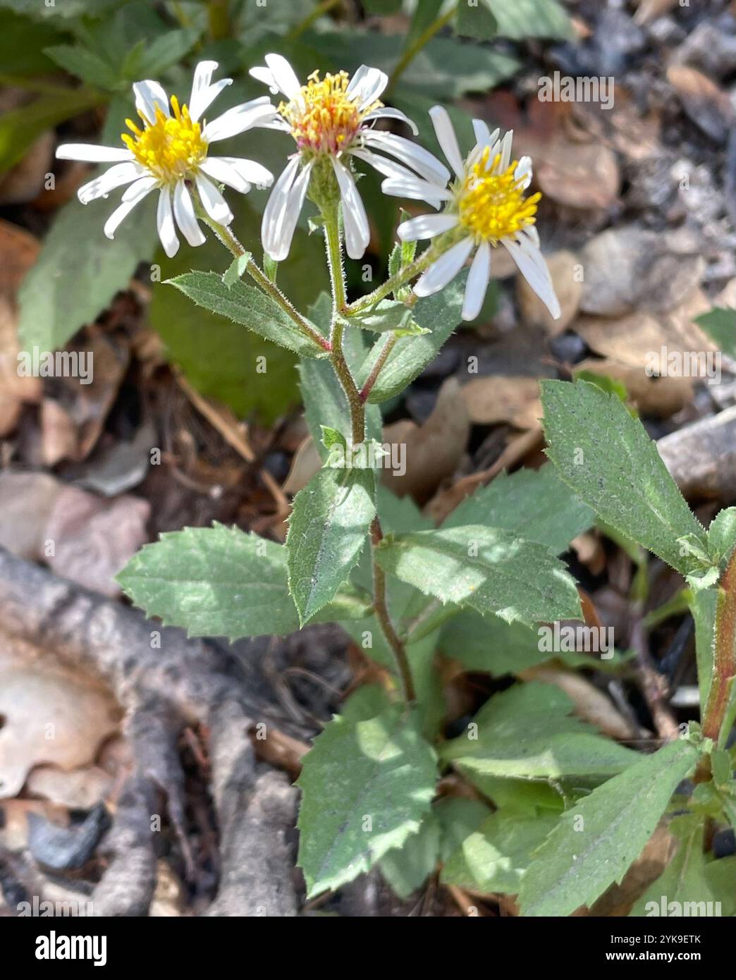 roughleaf aster (Eurybia radulina Stock Photo - Alamy