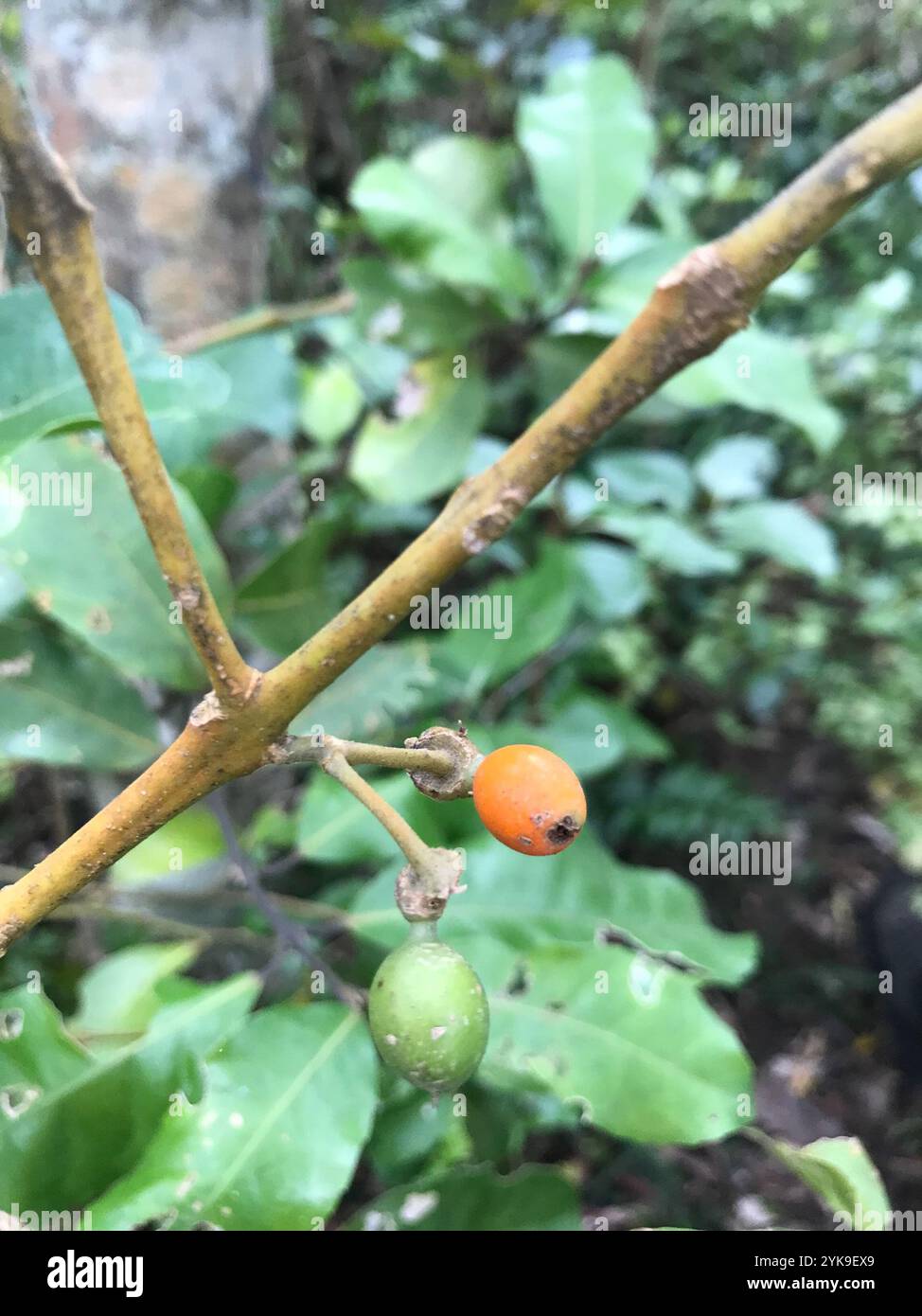 Hedycarya arborea hedycarya arborea hi-res stock photography and images ...