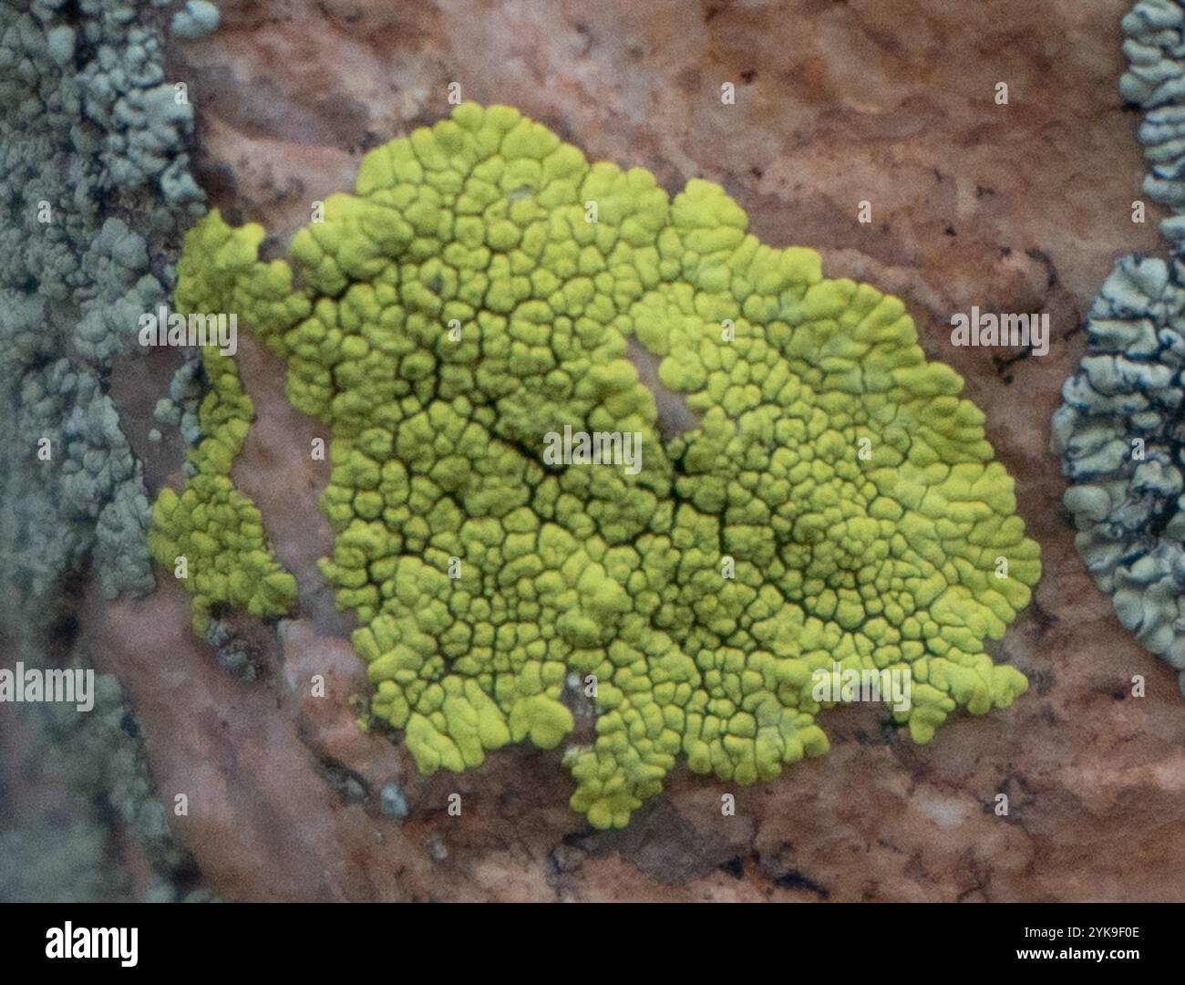 gold cobblestone lichen (Pleopsidium flavum Stock Photo - Alamy