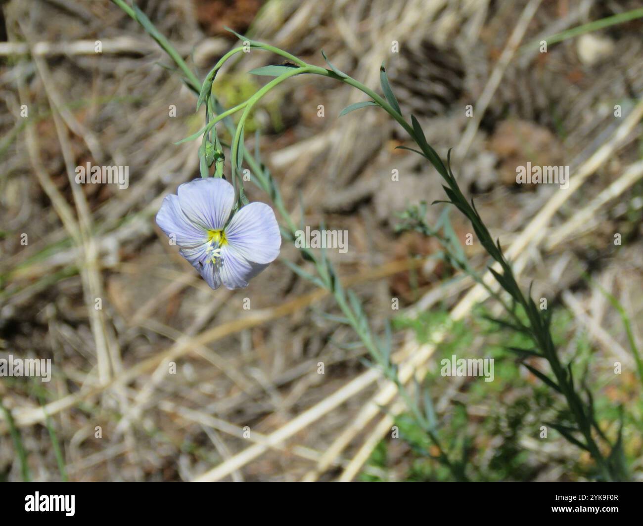 Lewis flax (Linum lewisii Stock Photo - Alamy