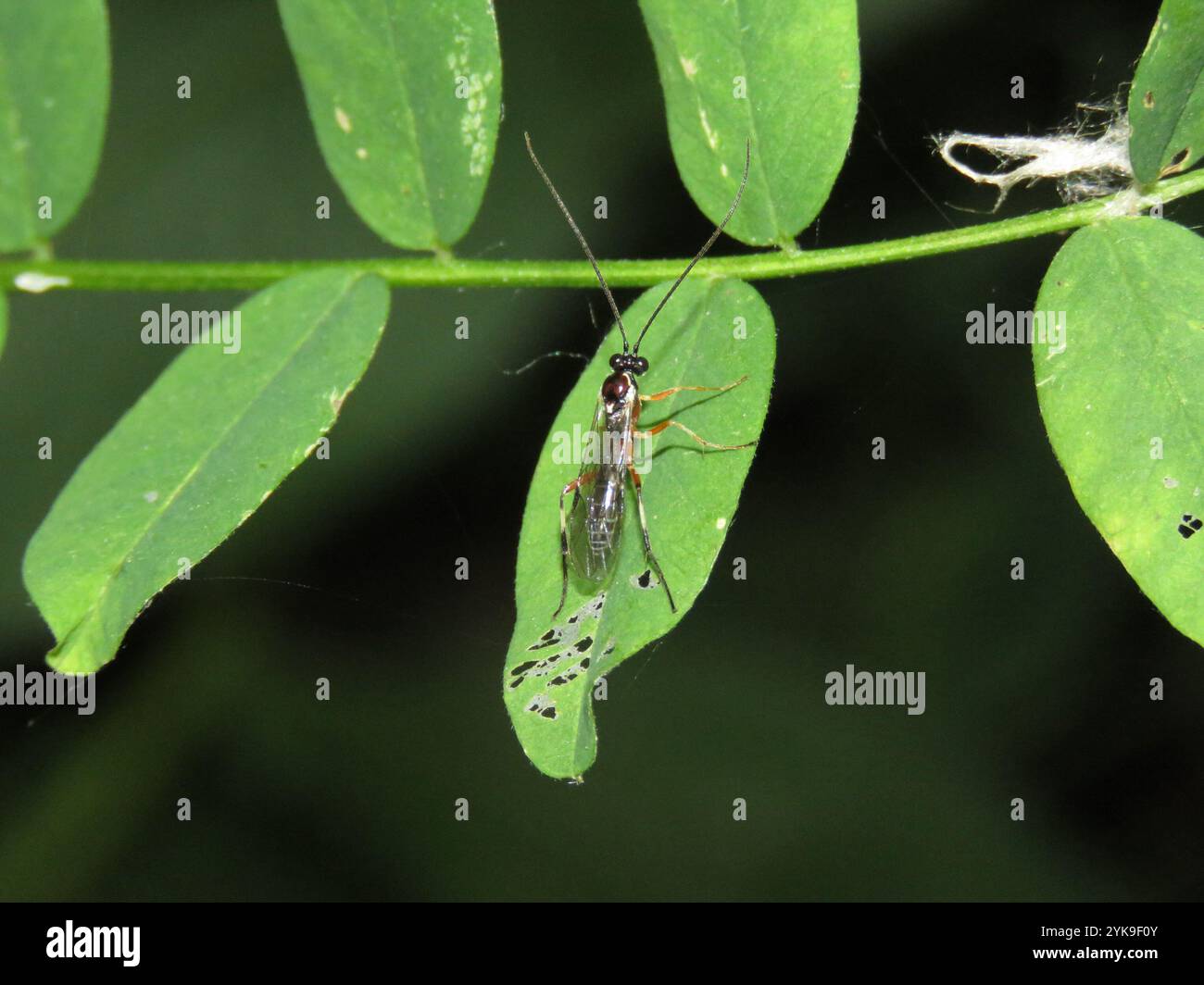 Ichneumonid and Braconid Wasps (Ichneumonoidea Stock Photo - Alamy