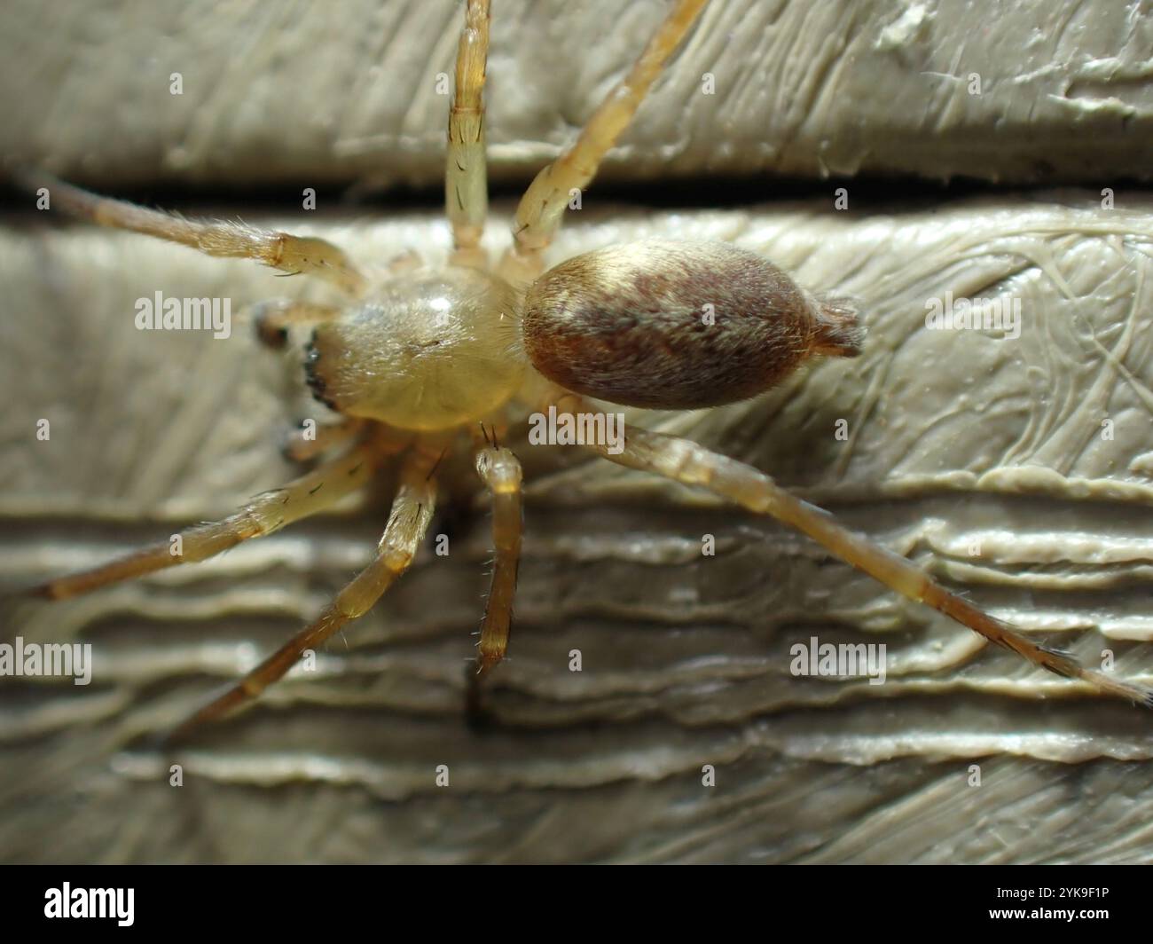 Leafcurling Sac Spiders (Clubiona Stock Photo - Alamy
