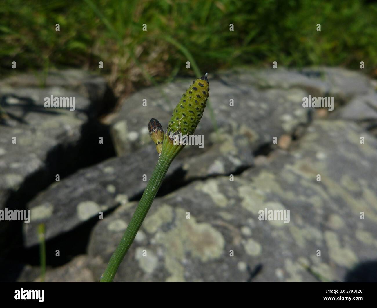 Branched Horsetail (Equisetum ramosissimum Stock Photo - Alamy