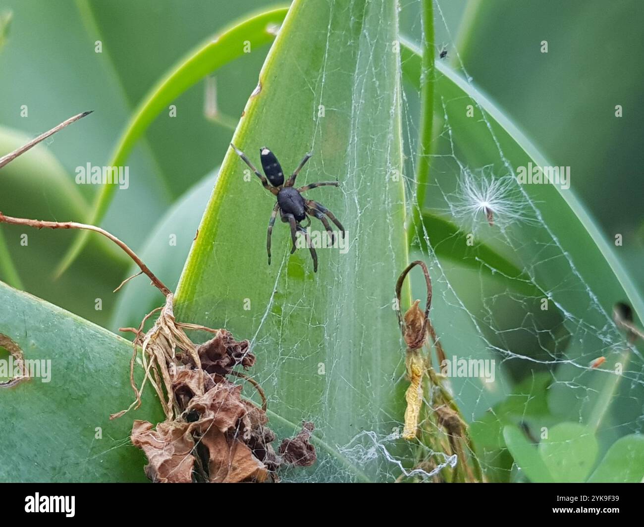 White-tailed Spiders (Lampona Stock Photo - Alamy