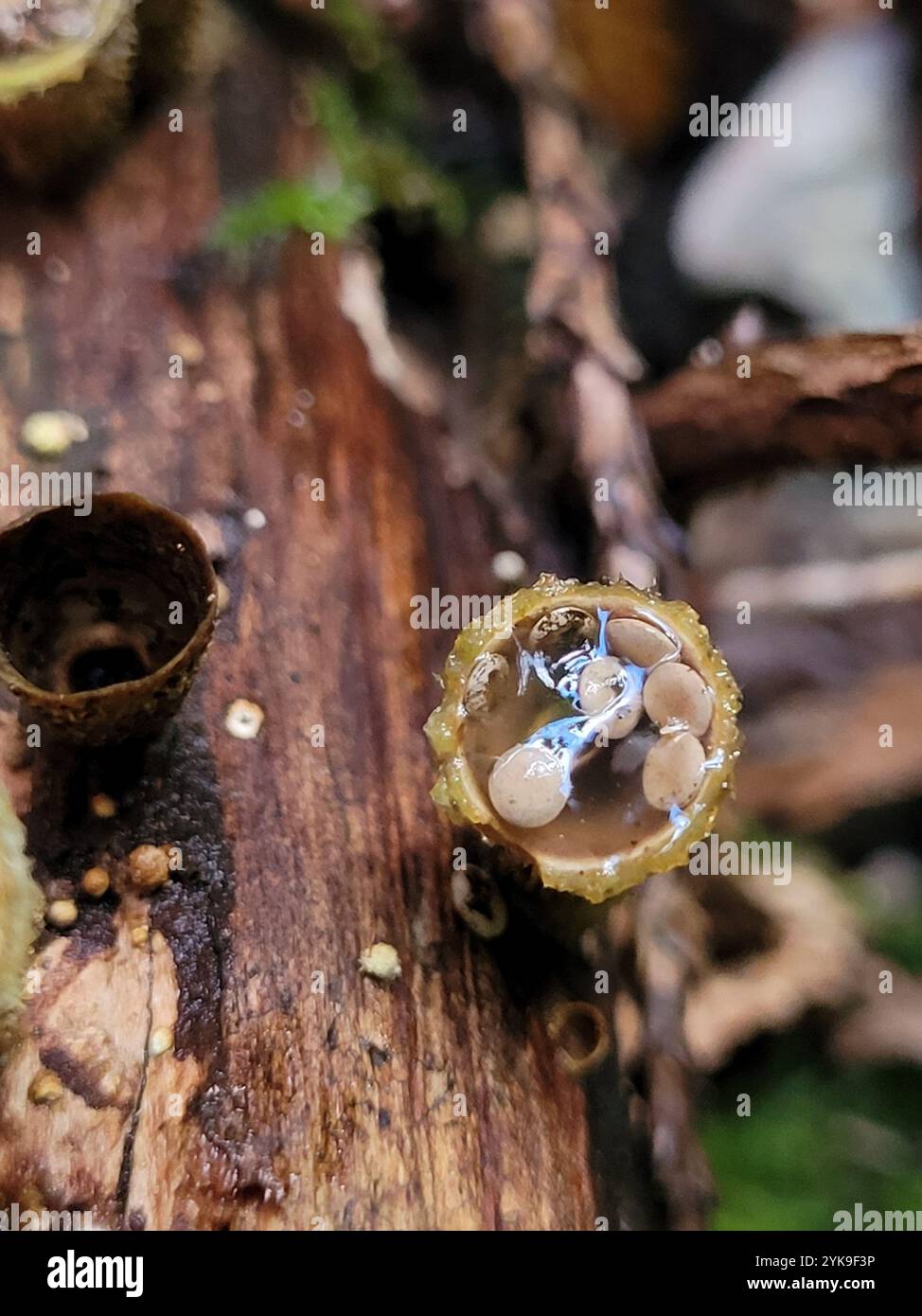 common bird's nest fungus (Crucibulum laeve Stock Photo - Alamy