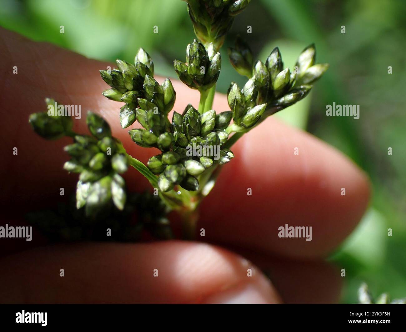 Panicled Bulrush (Scirpus microcarpus Stock Photo - Alamy