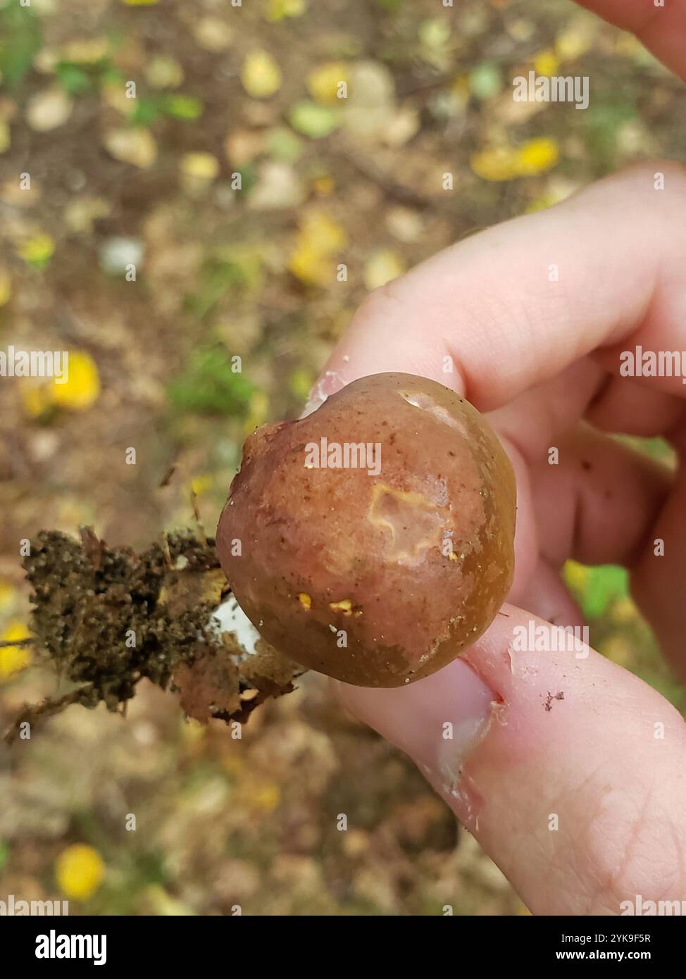 Chestnut Bolete (Gyroporus castaneus Stock Photo - Alamy