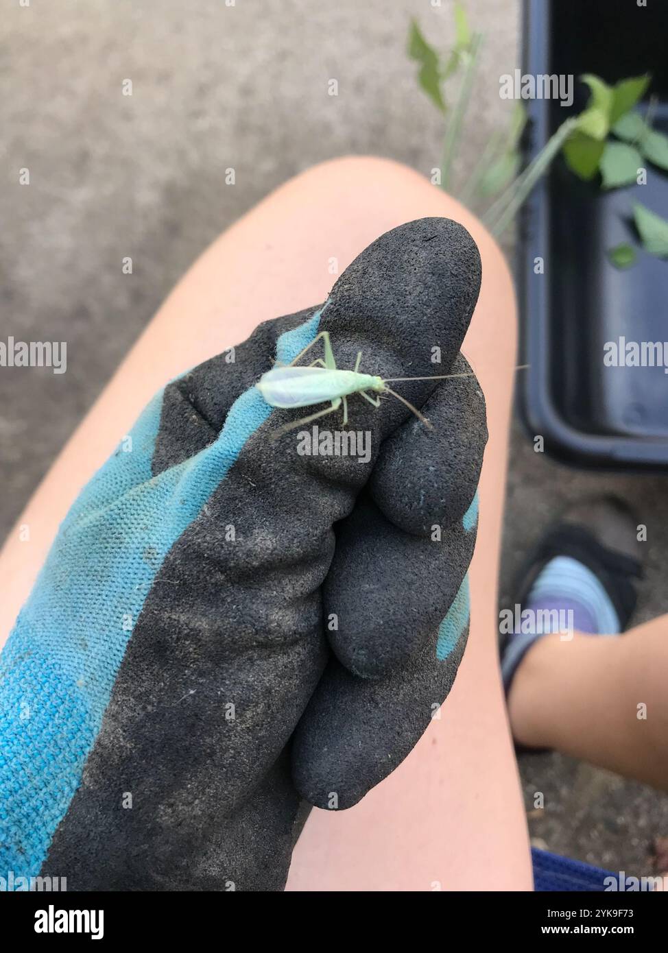 Western Tree Cricket (Oecanthus californicus Stock Photo - Alamy