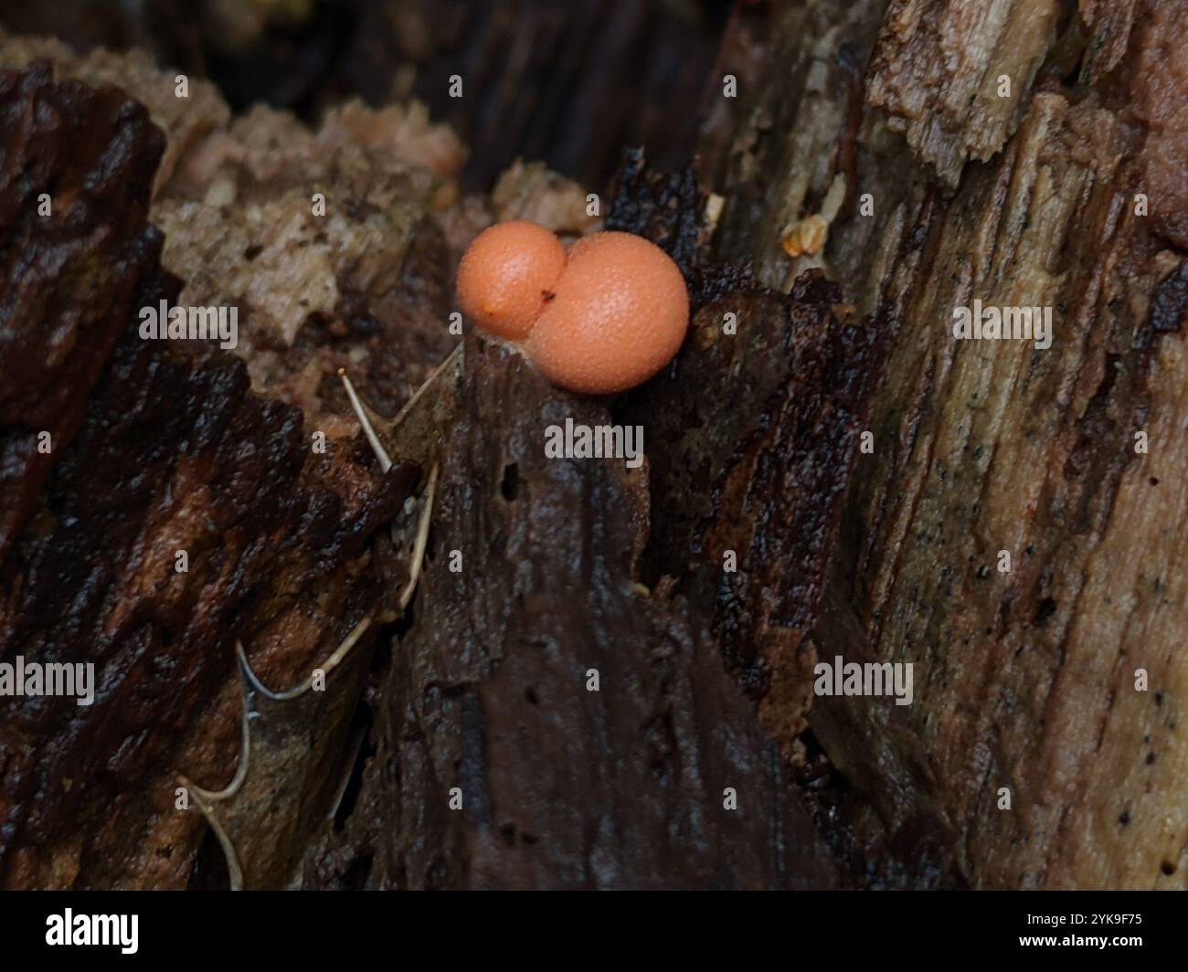 Wolf's Milk (Lycogala epidendrum Stock Photo - Alamy