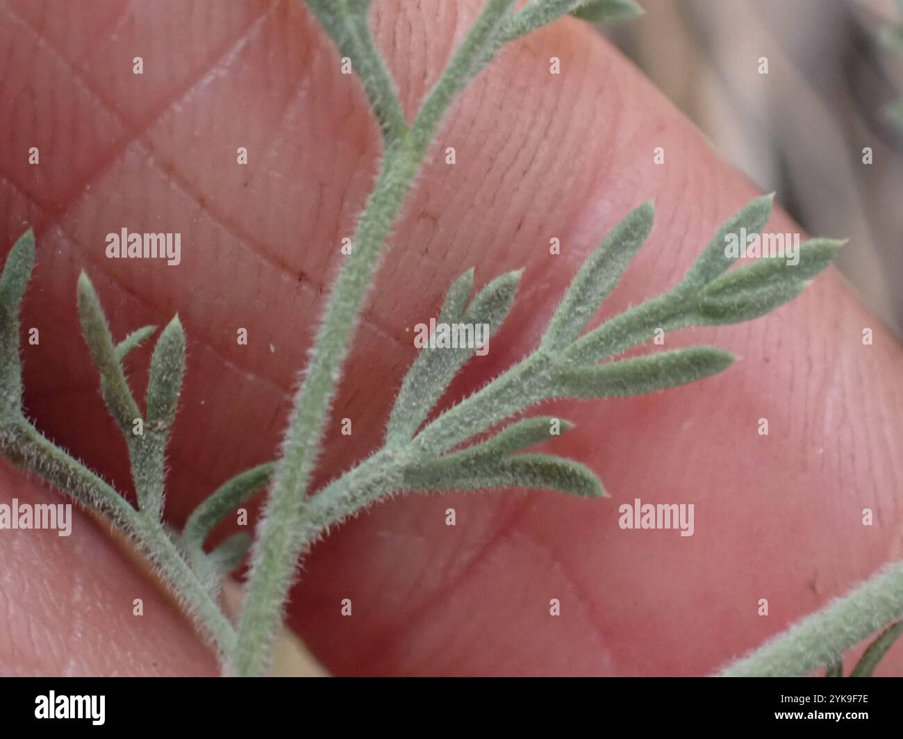 Bigseed hi-res stock photography and images - Alamy