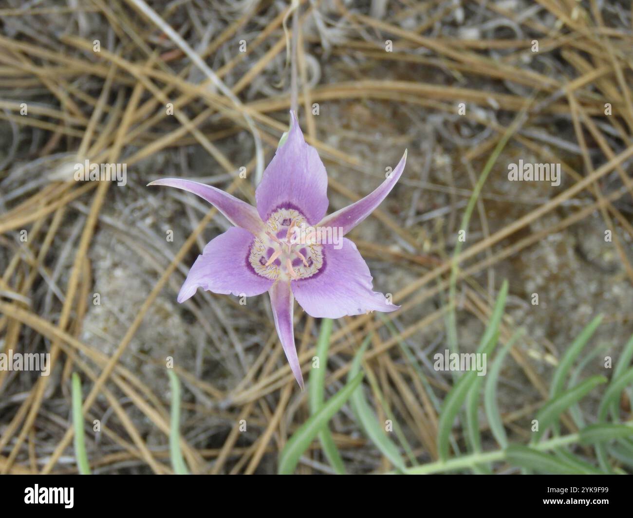 Sagebrush Mariposa Lily (Calochortus macrocarpus Stock Photo - Alamy